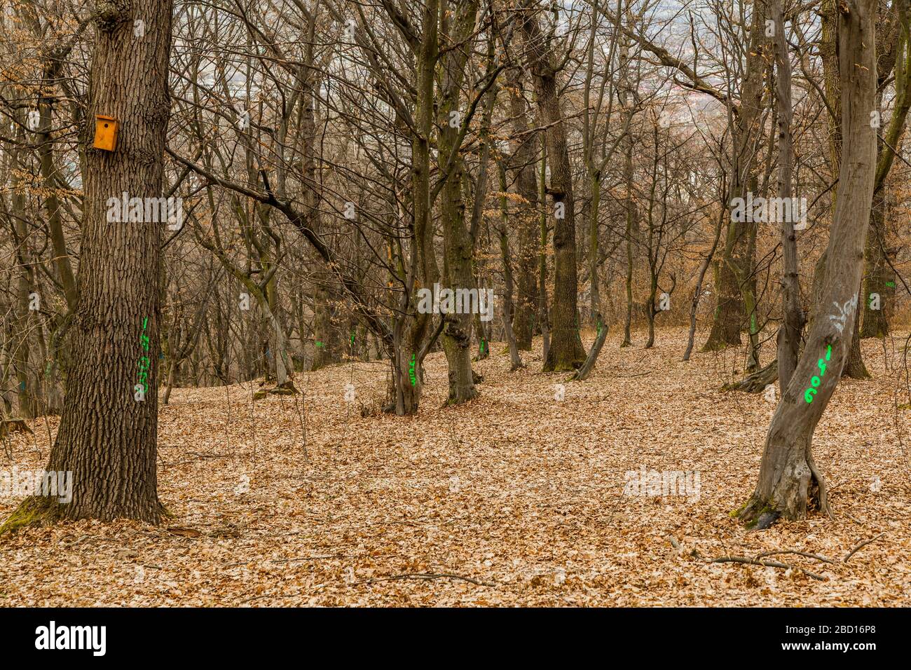 Forêt de HAIA-Baciu, Cluj, Roumanie ; Mars 2020 - les arbres de la ...