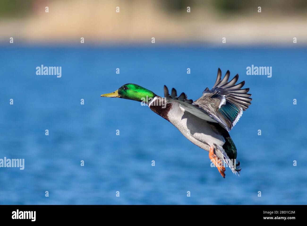 Chasse au canard colvert Banque de photographies et d’images à haute ...