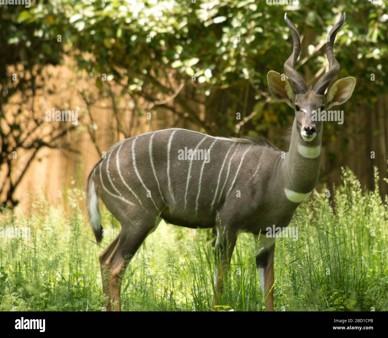 Kudu inférieur. Espèce: Imberbis,genre: Tragelaphus,famille: Bovidae ...