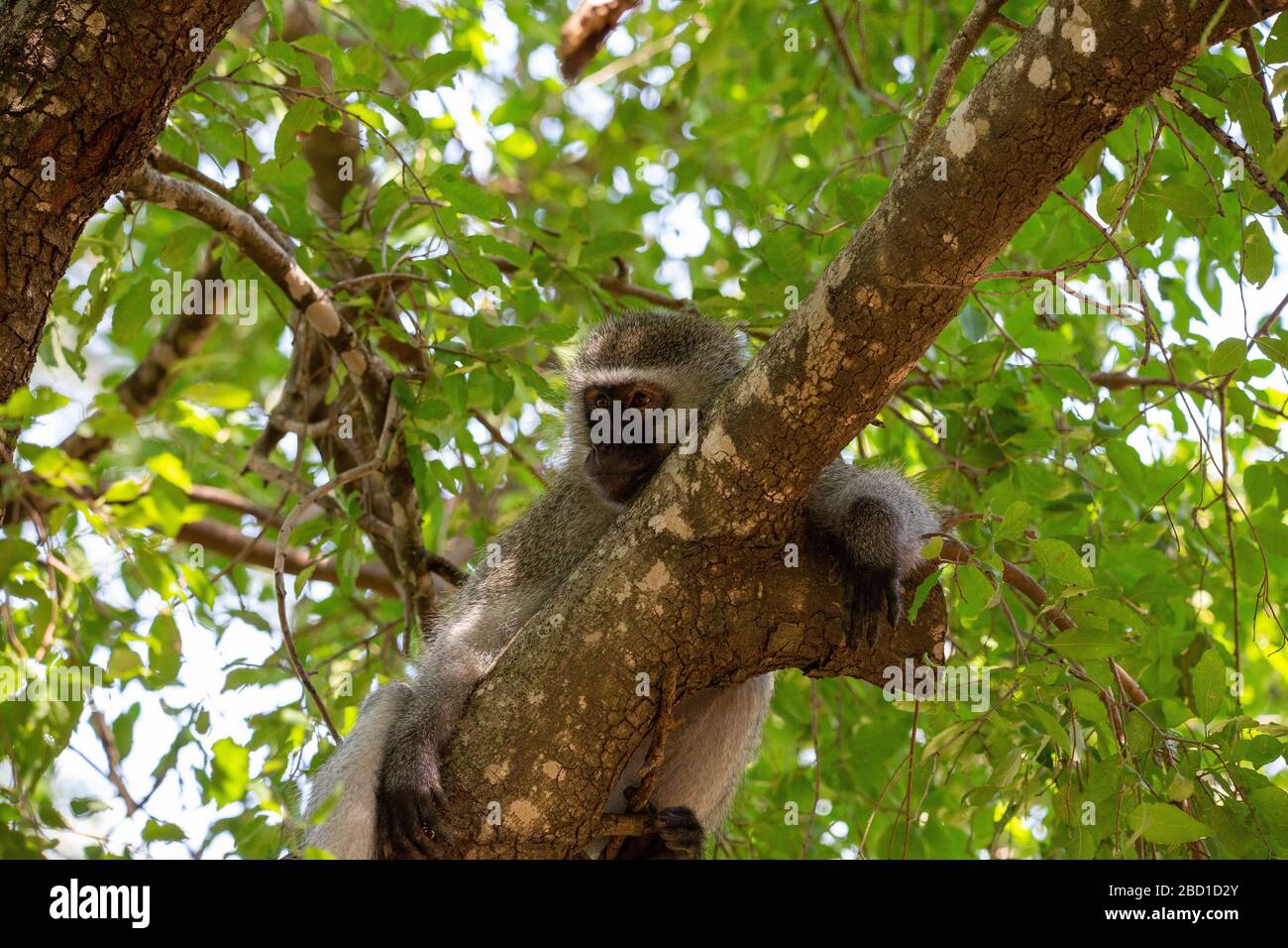 Singe vervet kruger Banque de photographies et d’images à haute ...