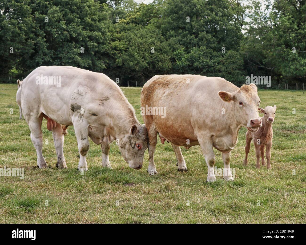 Cows mating Banque de photographies et d’images à haute résolution - Alamy