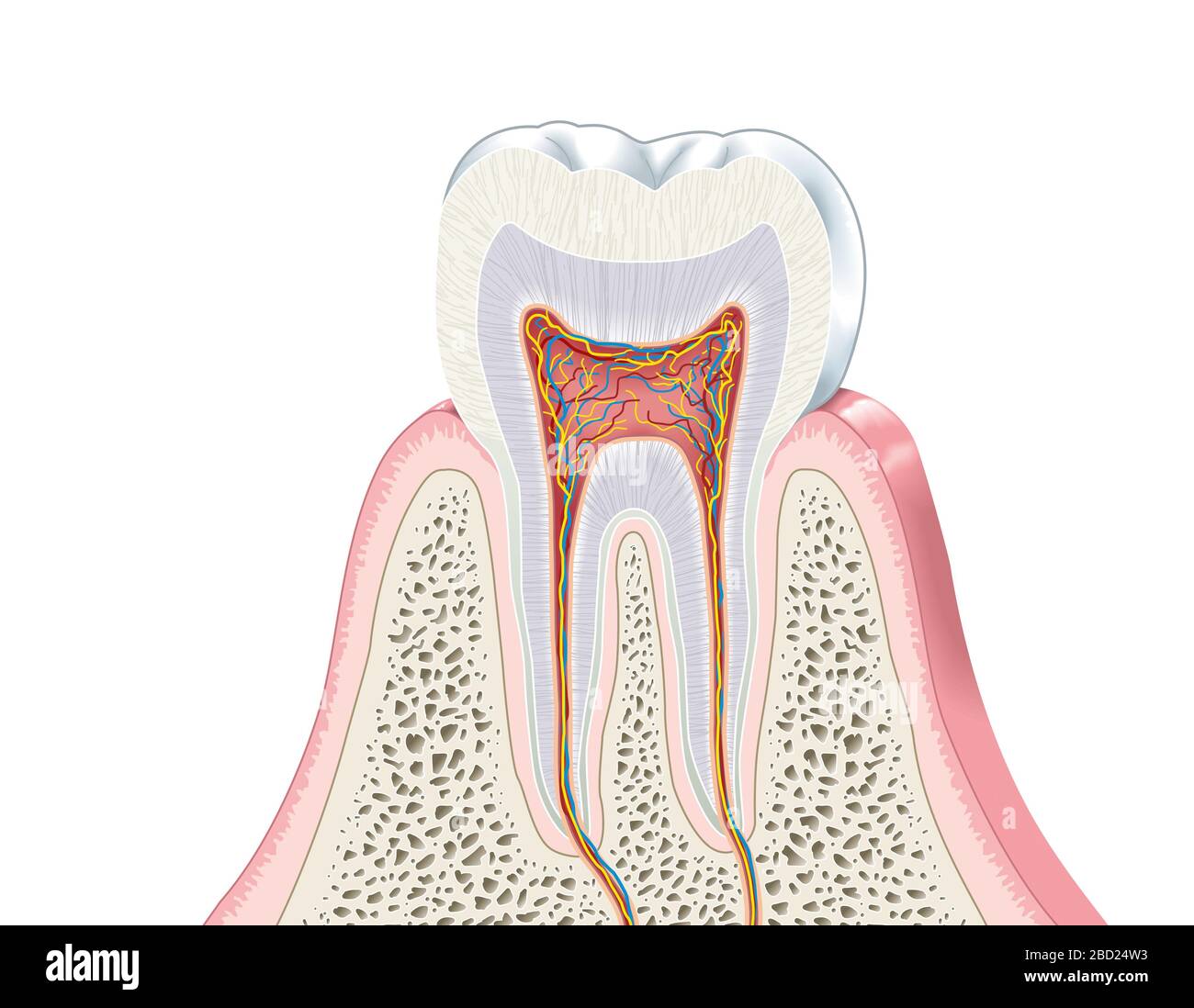 Anatomia del dente Banque de photographies et d’images à haute ...