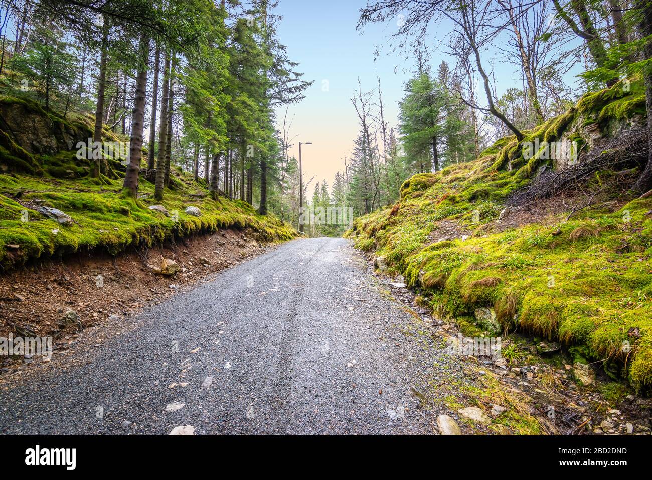Route dans la forêt de pins en Norvège. Magnifique paysage de bois ...
