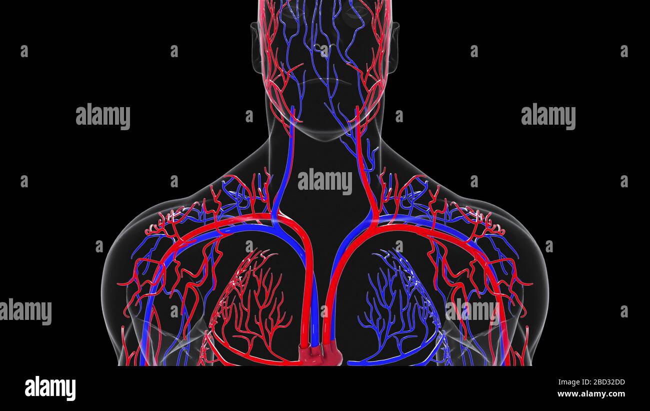 Modèle rotatif du système circulatoire humain. rendu des vaisseaux ...