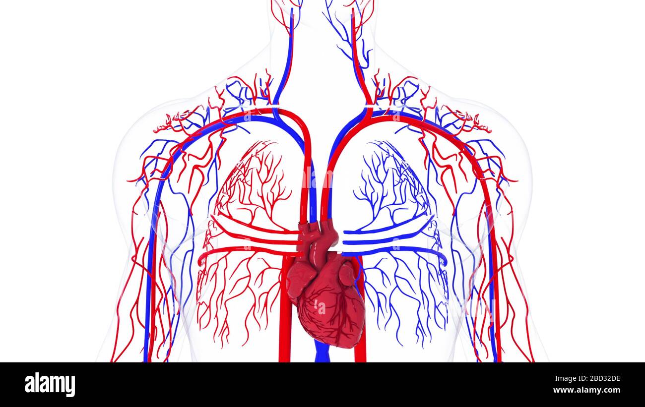 Modèle rotatif du système circulatoire humain. rendu des vaisseaux ...