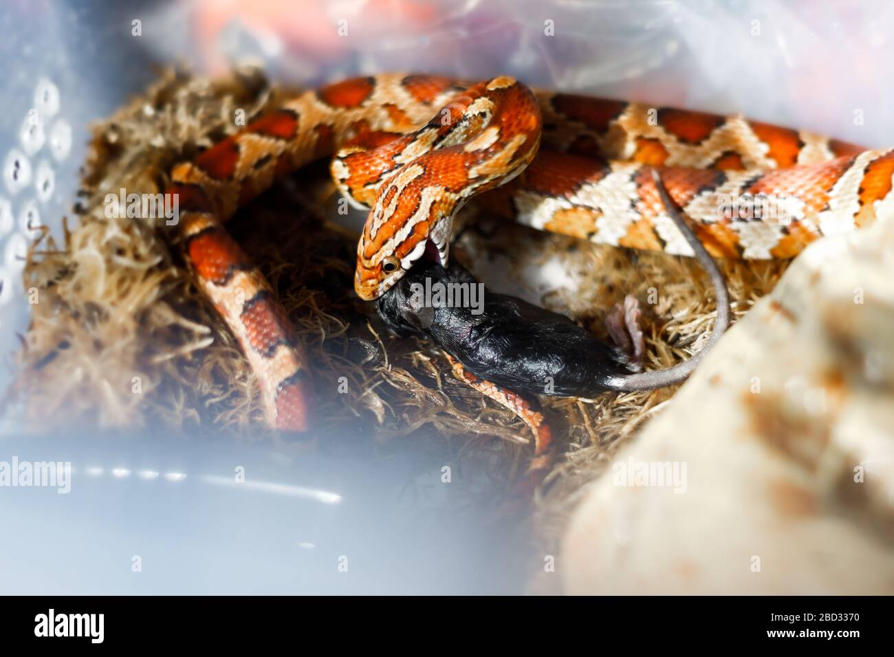 Baby python Banque de photographies et d’images à haute résolution - Alamy