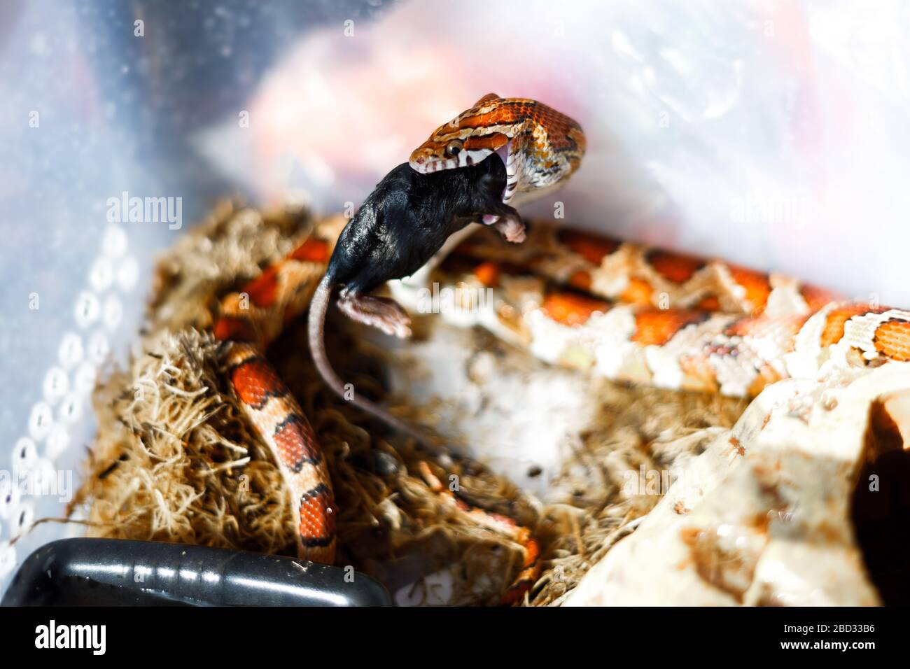 Baby python Banque de photographies et d’images à haute résolution - Alamy