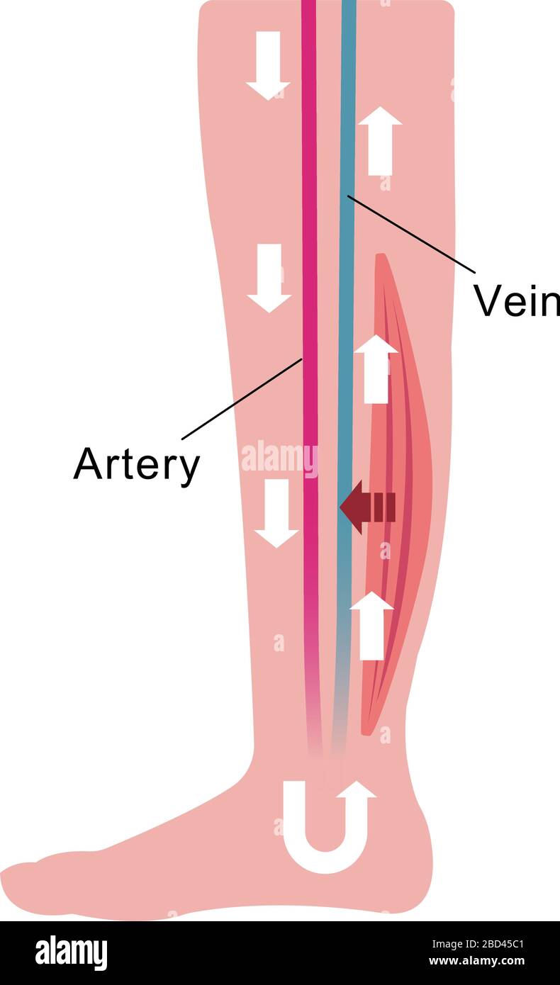 Anatomie pied et jambe Banque d'images vectorielles - Alamy