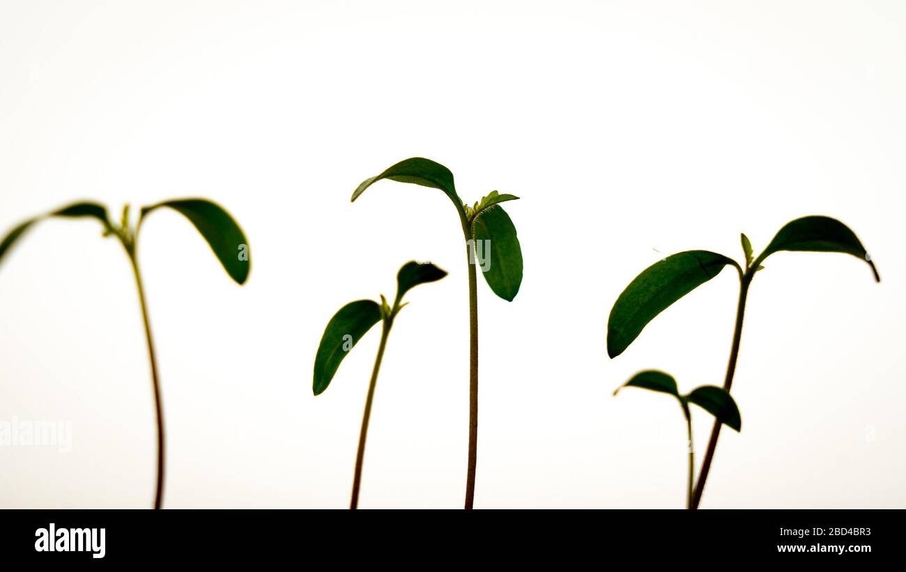 Les pousses vertes ont tendance à s'allumer. Plantes en croissance en ...