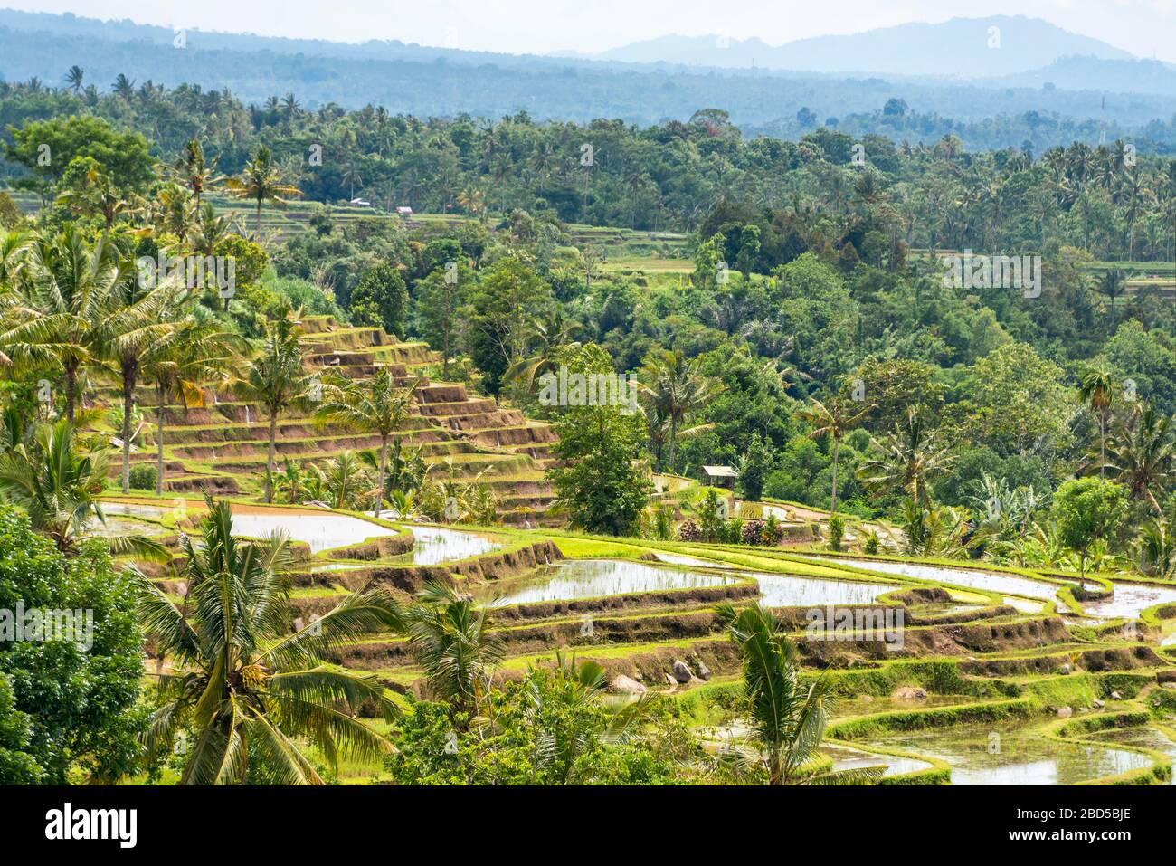 Bali surplombant le riz subak en terrasse Banque de photographies et d ...