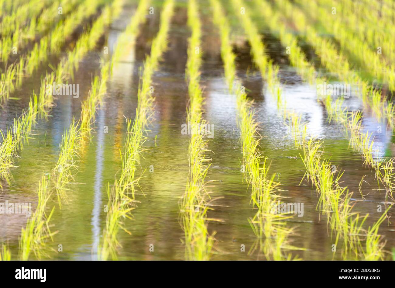 Processus d'irrigation en terrasse Banque de photographies et d’images ...
