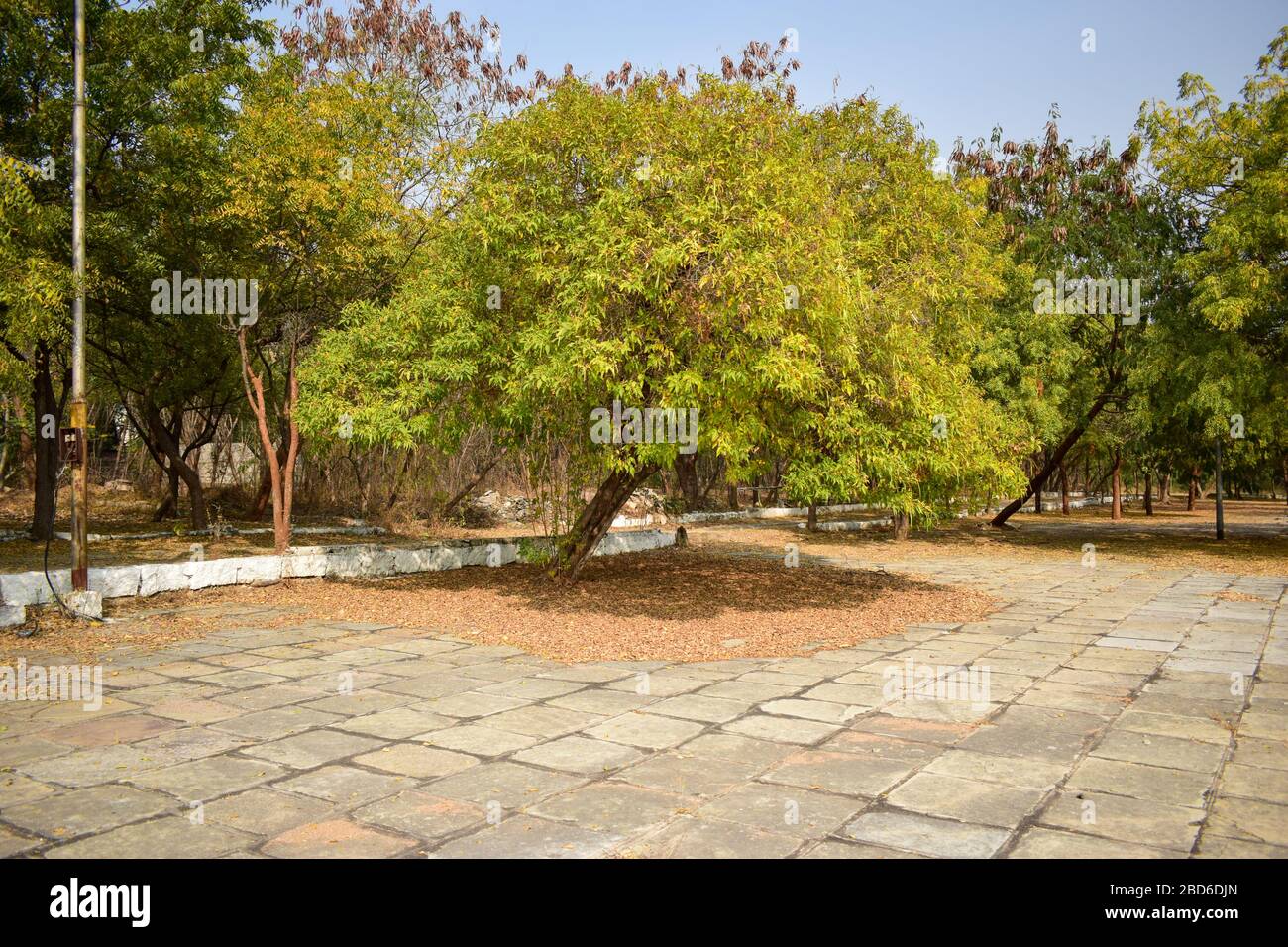 Neem tree Banque de photographies et d’images à haute résolution - Alamy