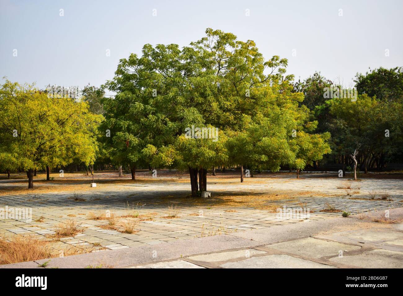 Neem tree Banque de photographies et d’images à haute résolution - Alamy