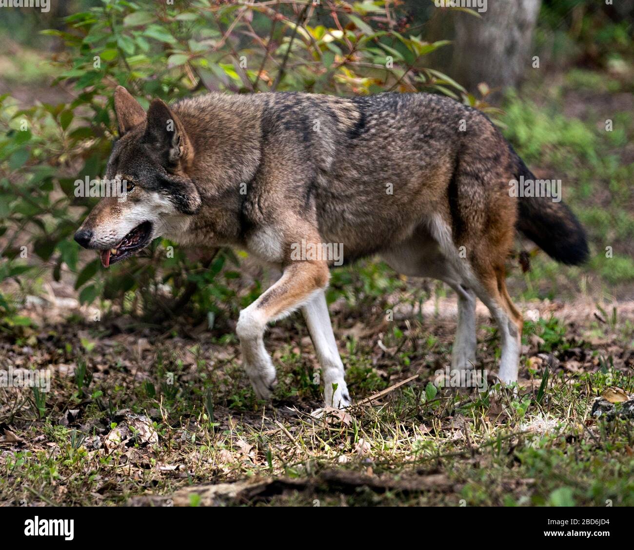 Loup de profil Banque de photographies et d’images à haute résolution ...