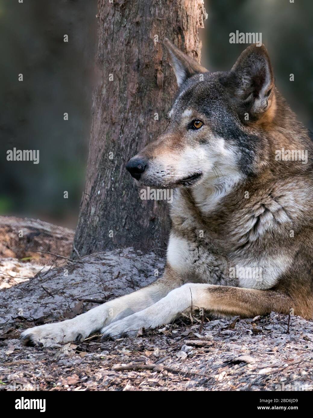 Tete de loup profile Banque de photographies et d’images à haute ...