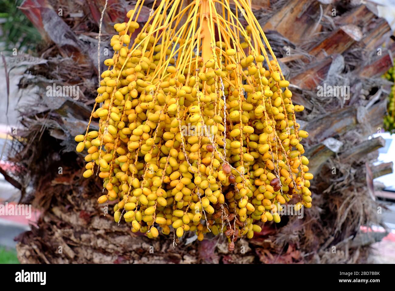 Arbre de dattes avec des fruits Banque de photographies et d’images à ...