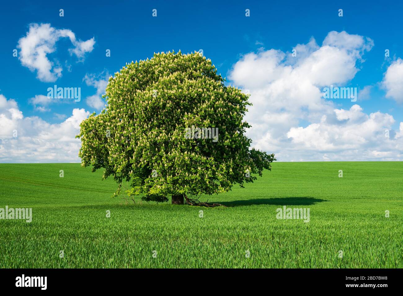 Grand marronnier solitaire aesculus sur champ vert au printemps Banque ...