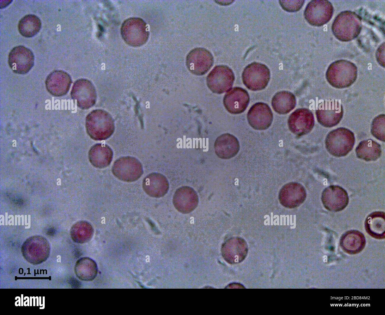 Sang humain microscope Banque de photographies et d’images à haute ...