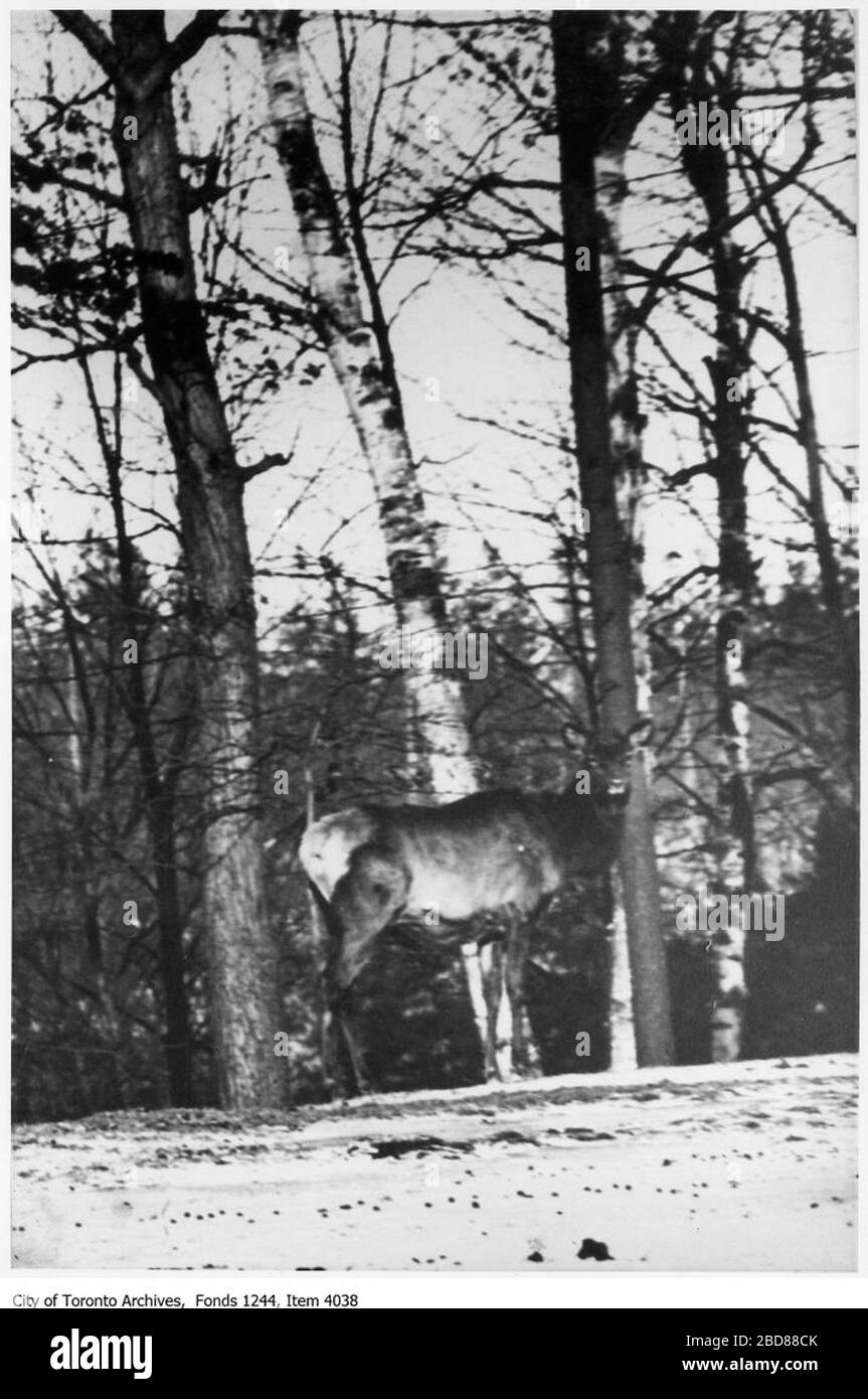 Cerf anglais Banque de photographies et d’images à haute résolution - Alamy