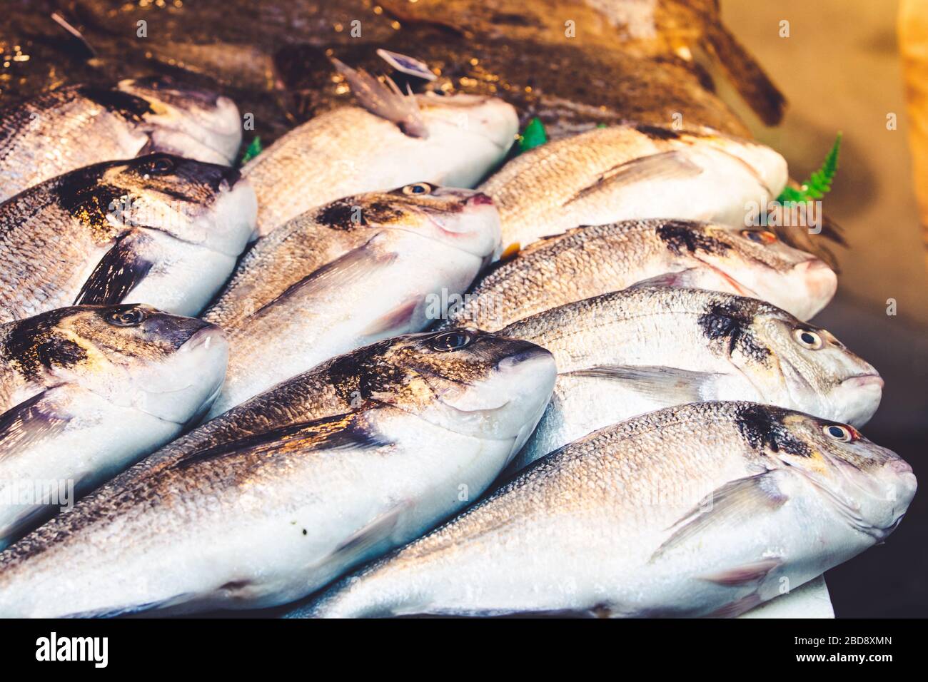 Mediterranea fish Banque de photographies et d’images à haute ...