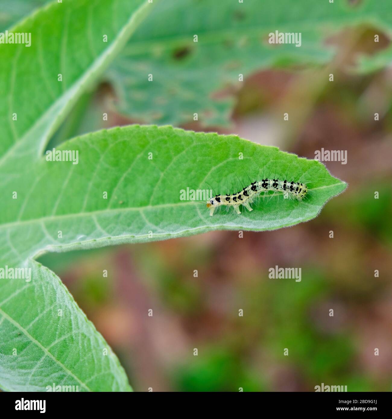 Xanthodes transversa Banque de photographies et d’images à haute ...