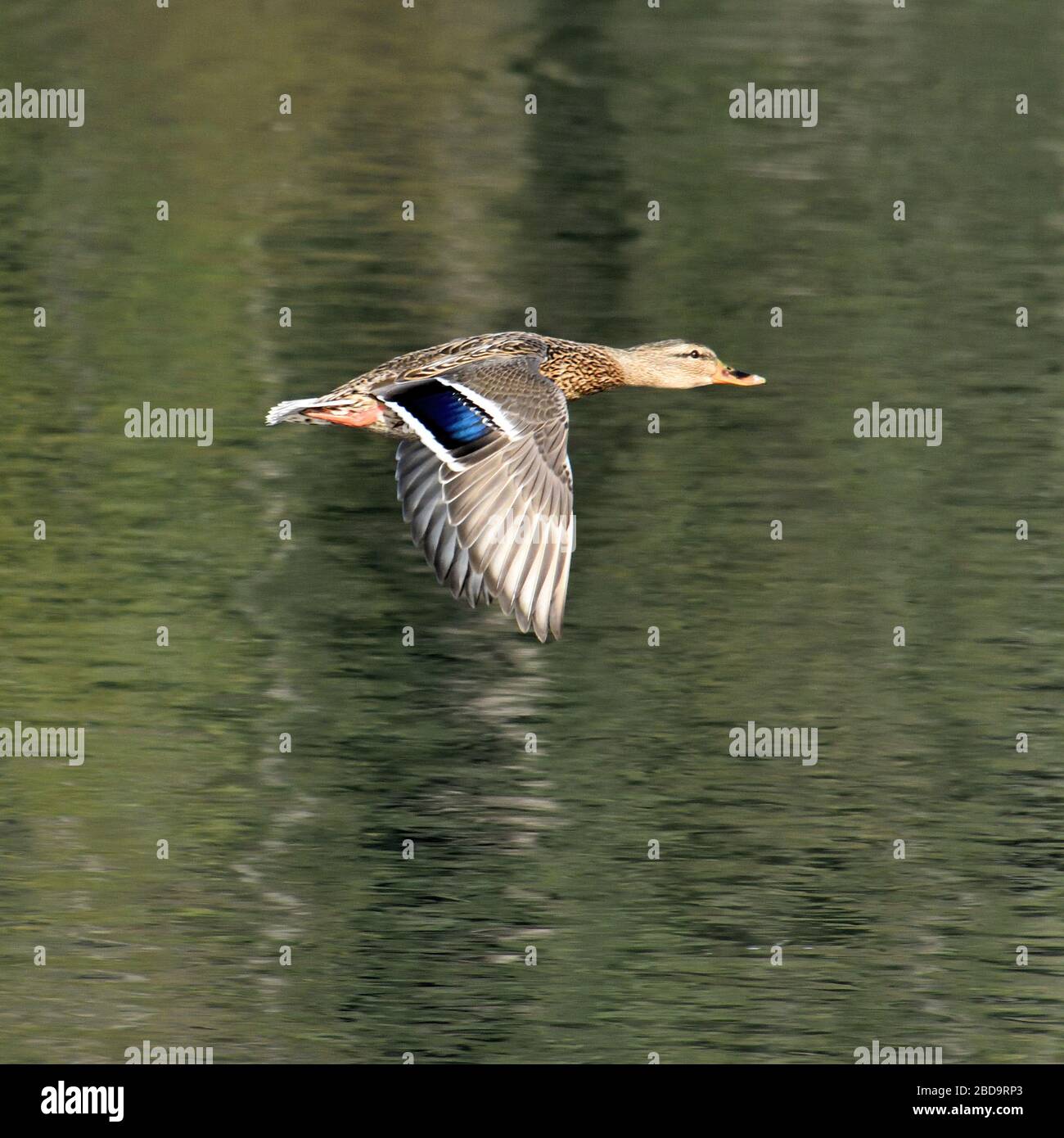 Canard dans l'air Banque de photographies et d’images à haute ...