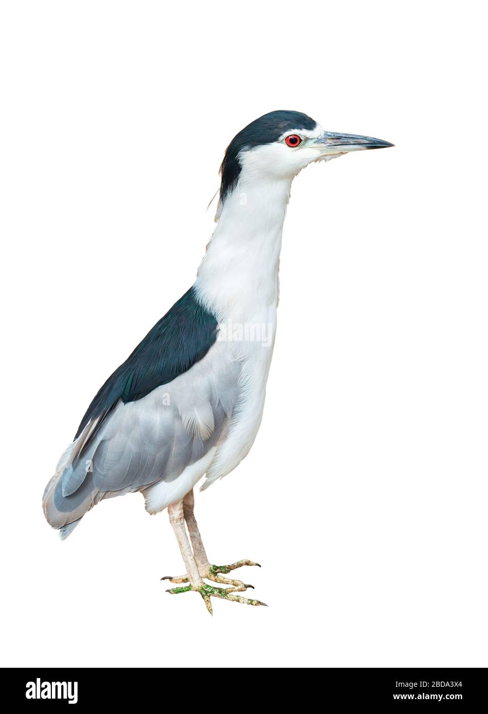 Yeux délicats Banque d'images détourées - Alamy