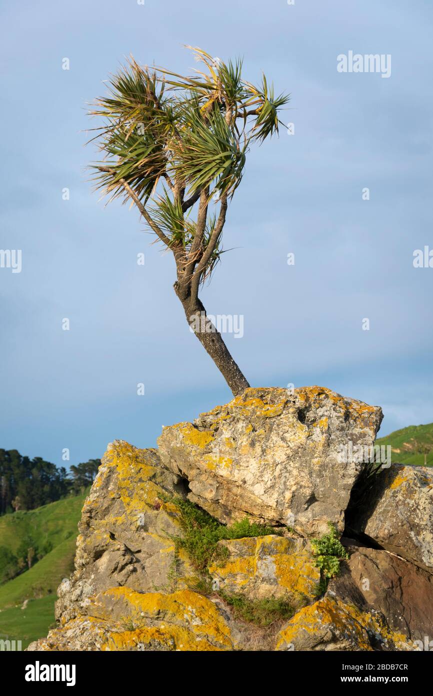 Arbre qui pousse sur un rocher Banque de photographies et d’images à ...