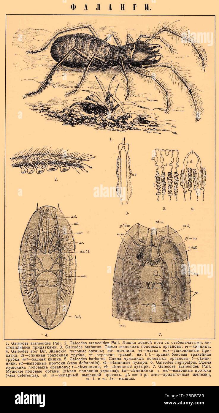 Galeodes Araneoides Banque d'image et photos - Alamy