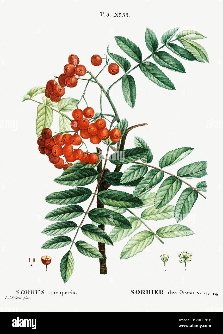 Sorbus aucuparia illustration Banque de photographies et d’images à ...