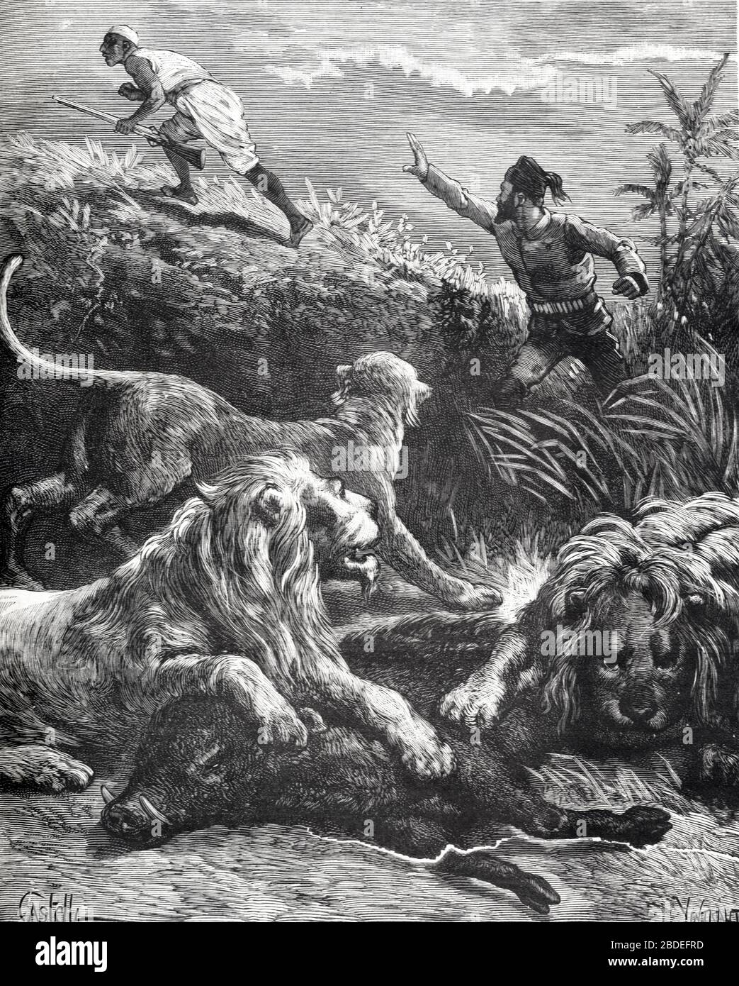 Chasse au lion ou chasse aux Lions Pig ou porc sauvage en Afrique ...