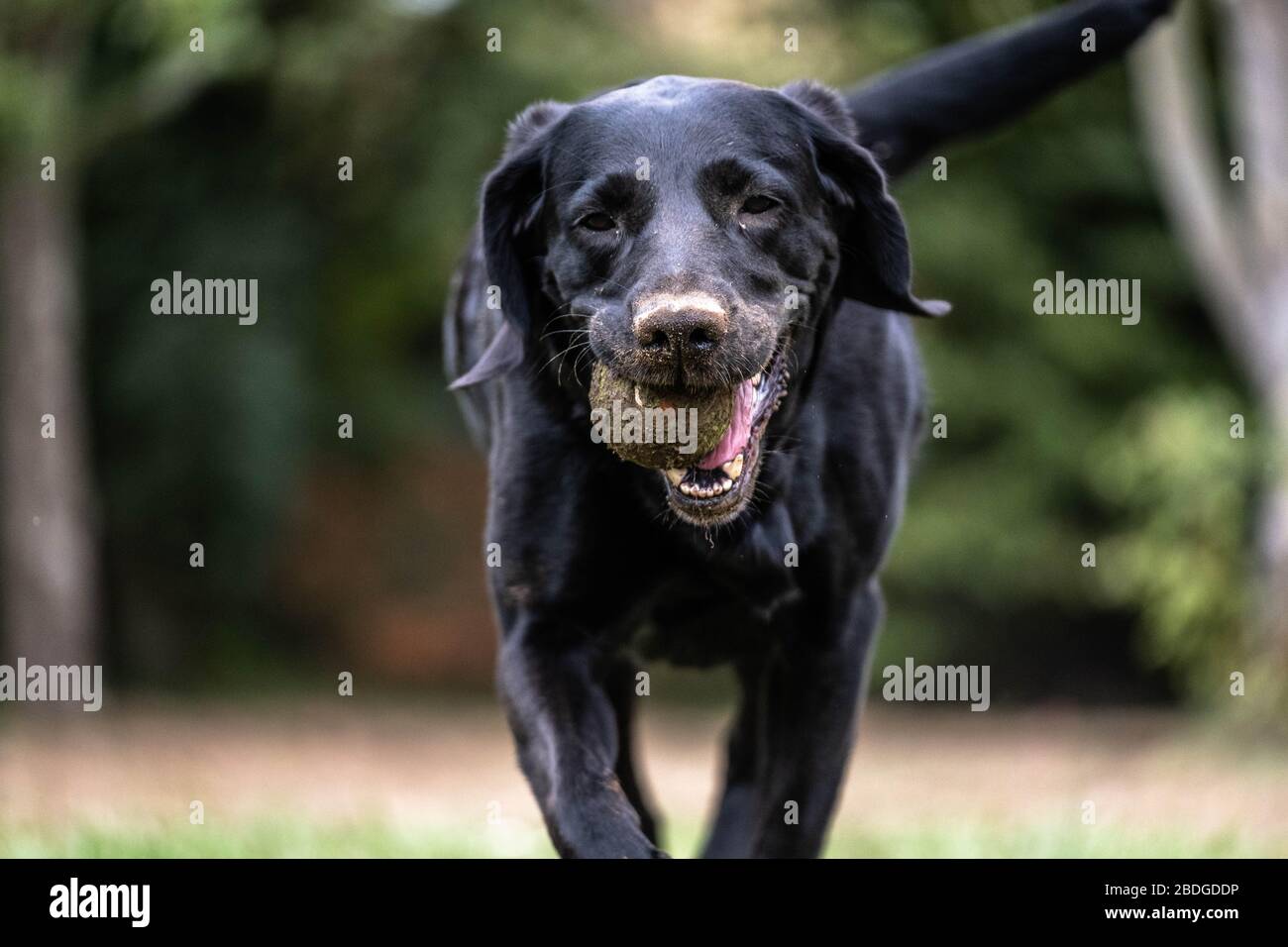 Piencourt, Normandie, France. Un chien noir du labrador court avec une ...