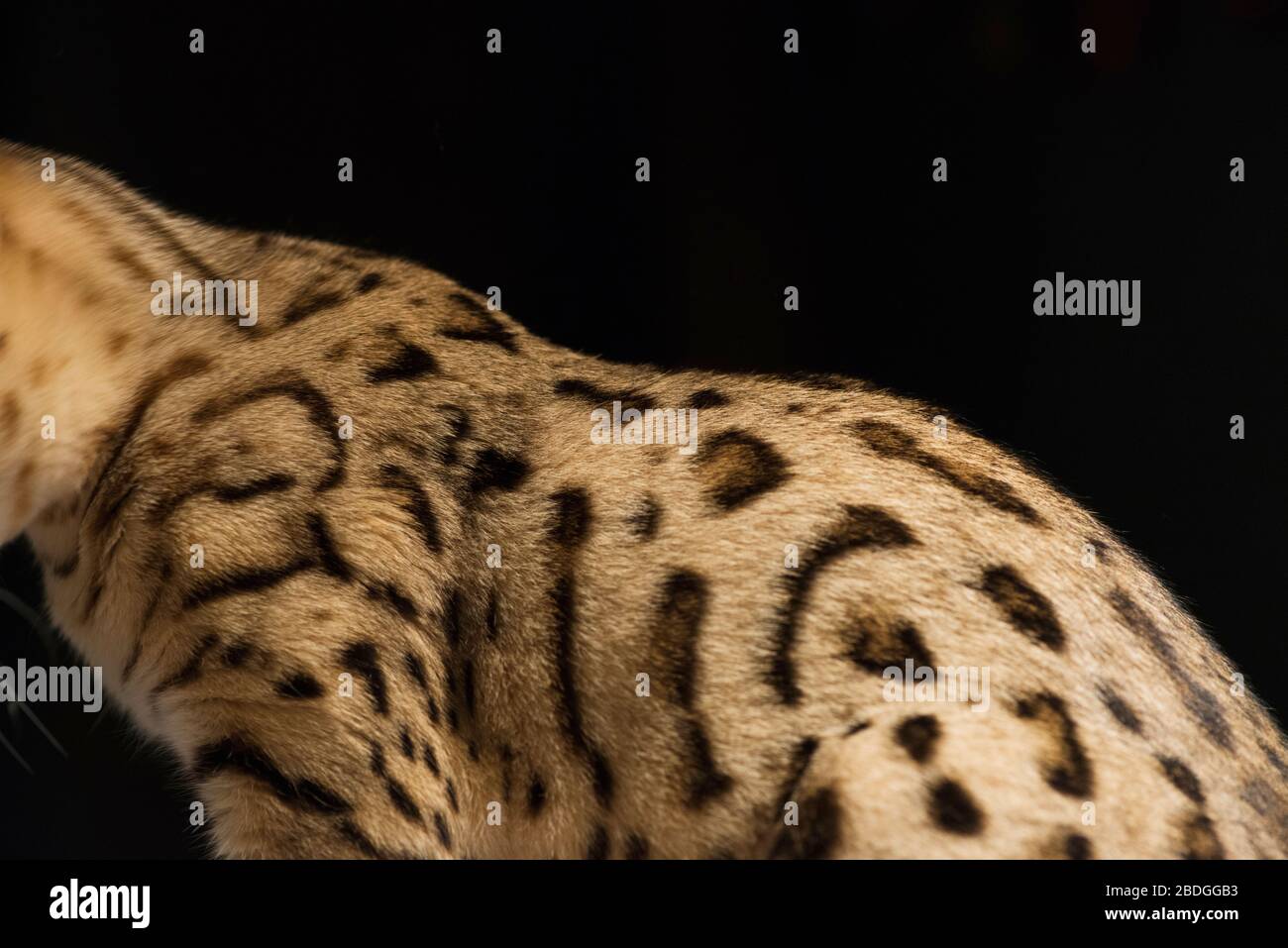 Profil Du Corps Du Chat Les Chats De Saint Martin De Ré