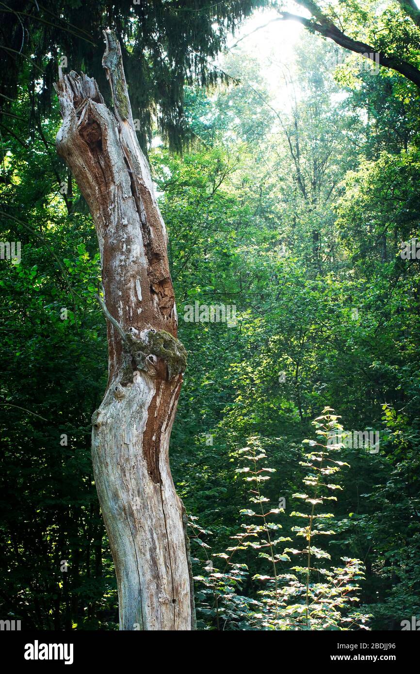 Toter baum Banque de photographies et d’images à haute résolution - Alamy