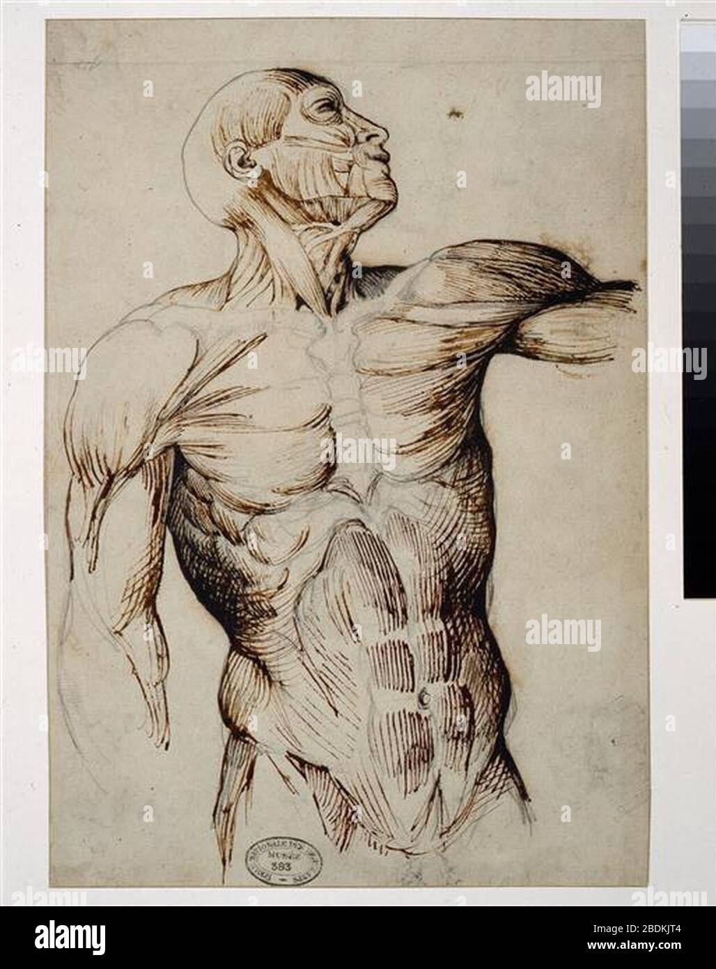 Géricault -Anatomie de l'homme Etude des muscles de la tête et du torse ...