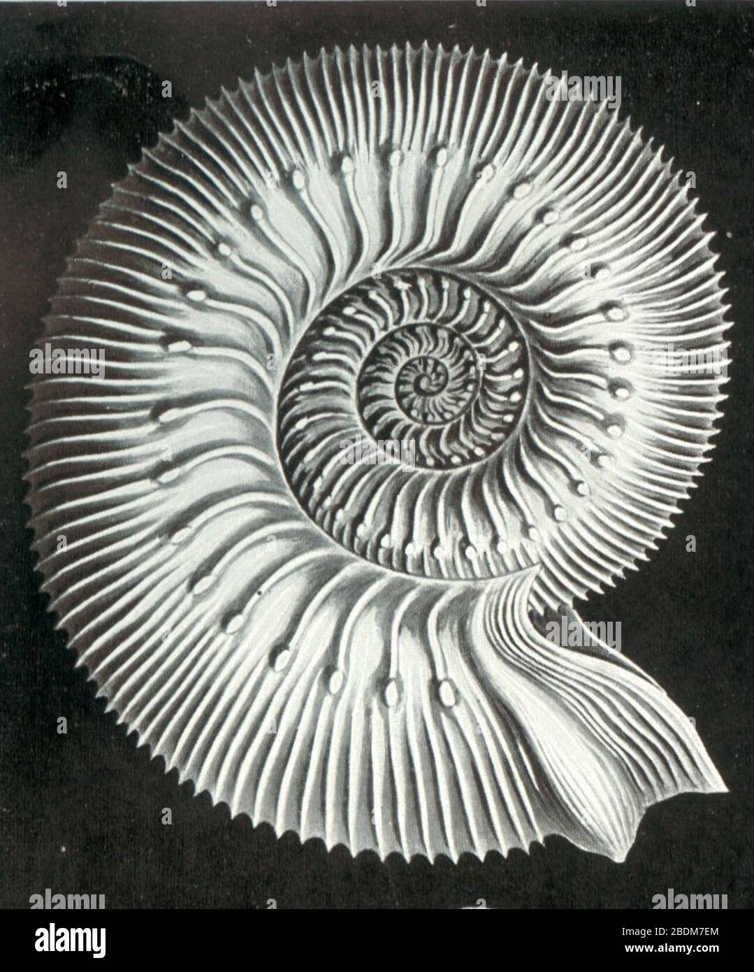 Stephanoceras humphriesianum Banque de photographies et d’images à ...