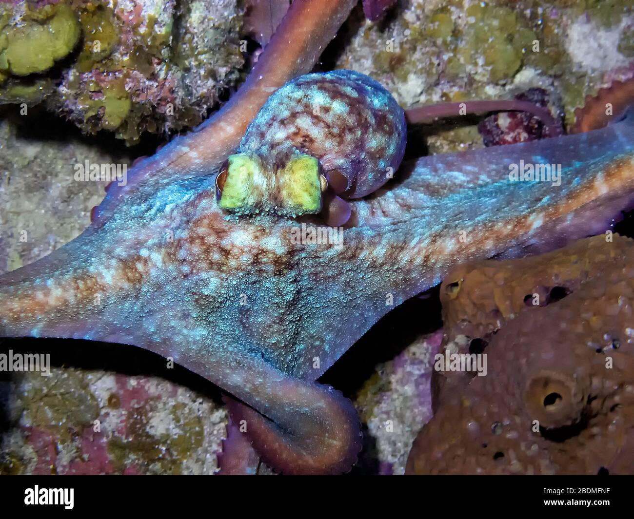 Pieuvre de récif des caraïbes Banque de photographies et d’images à ...