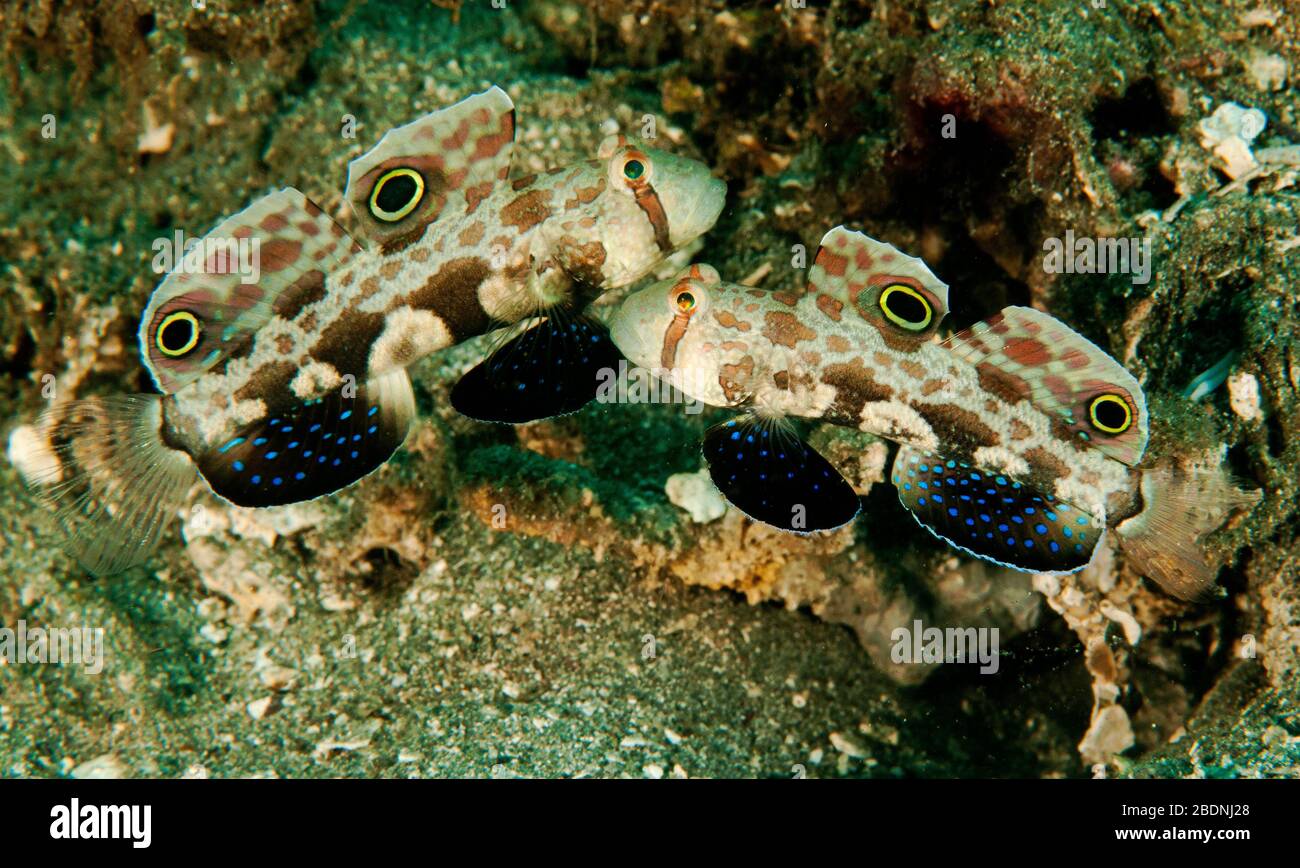 Biocellatus Banque de photographies et d’images à haute résolution - Alamy