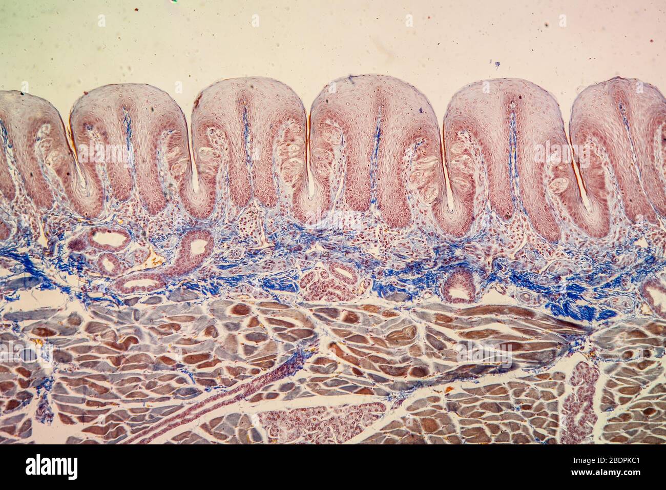 Papille Gustative Banque d'image et photos - Alamy