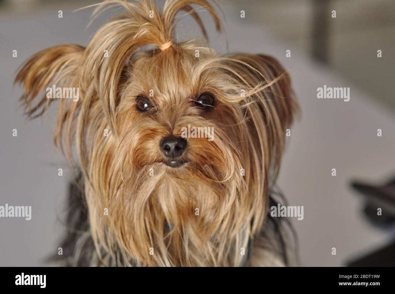 Chiot yorkshire terrier Banque de photographies et d’images à haute ...