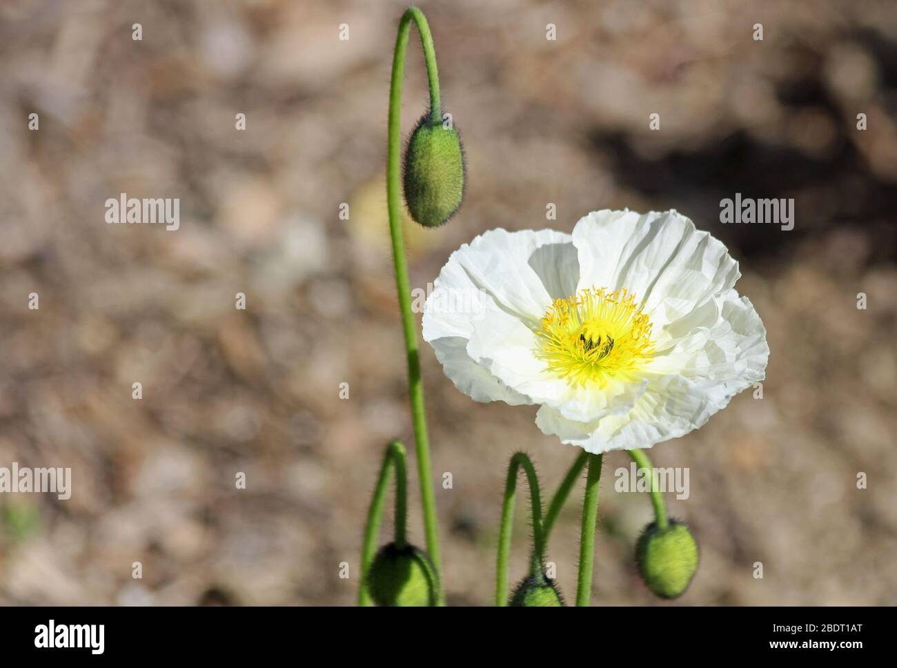 Coquelicot blanc Banque de photographies et d’images à haute résolution ...