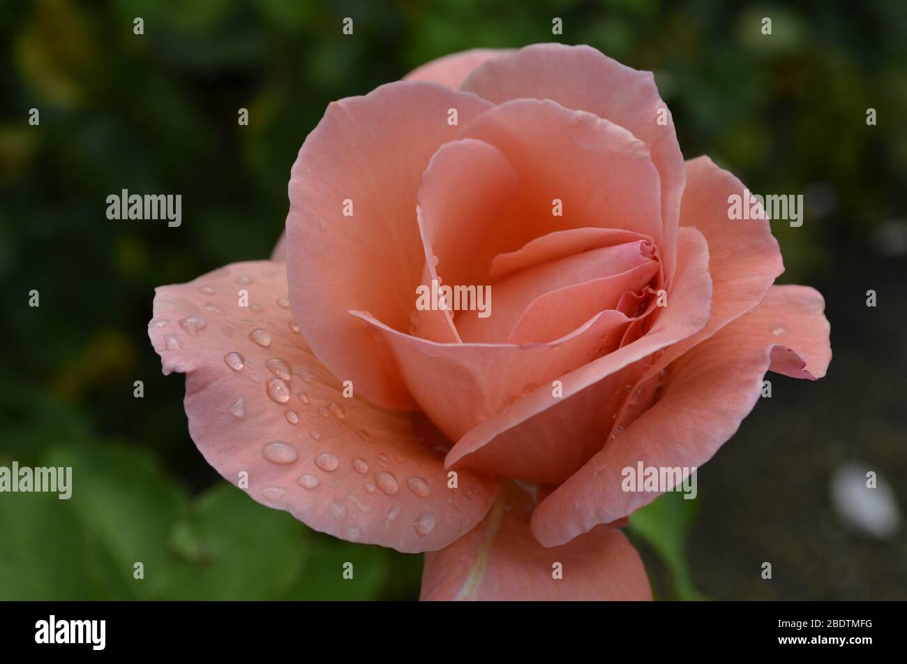 Scarlet rose Banque de photographies et d’images à haute résolution - Alamy
