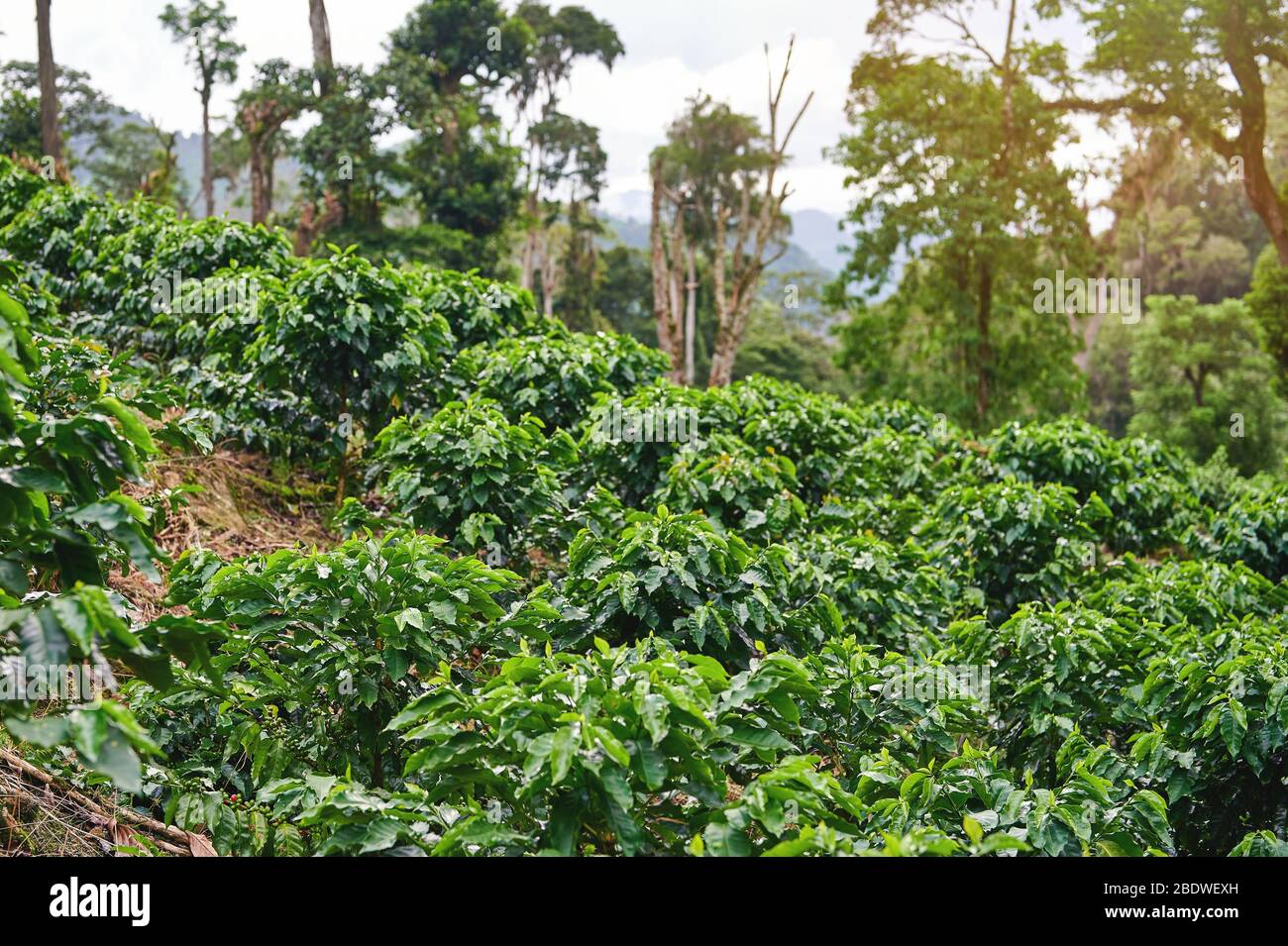 Coffee plants Banque de photographies et d’images à haute résolution - Alamy