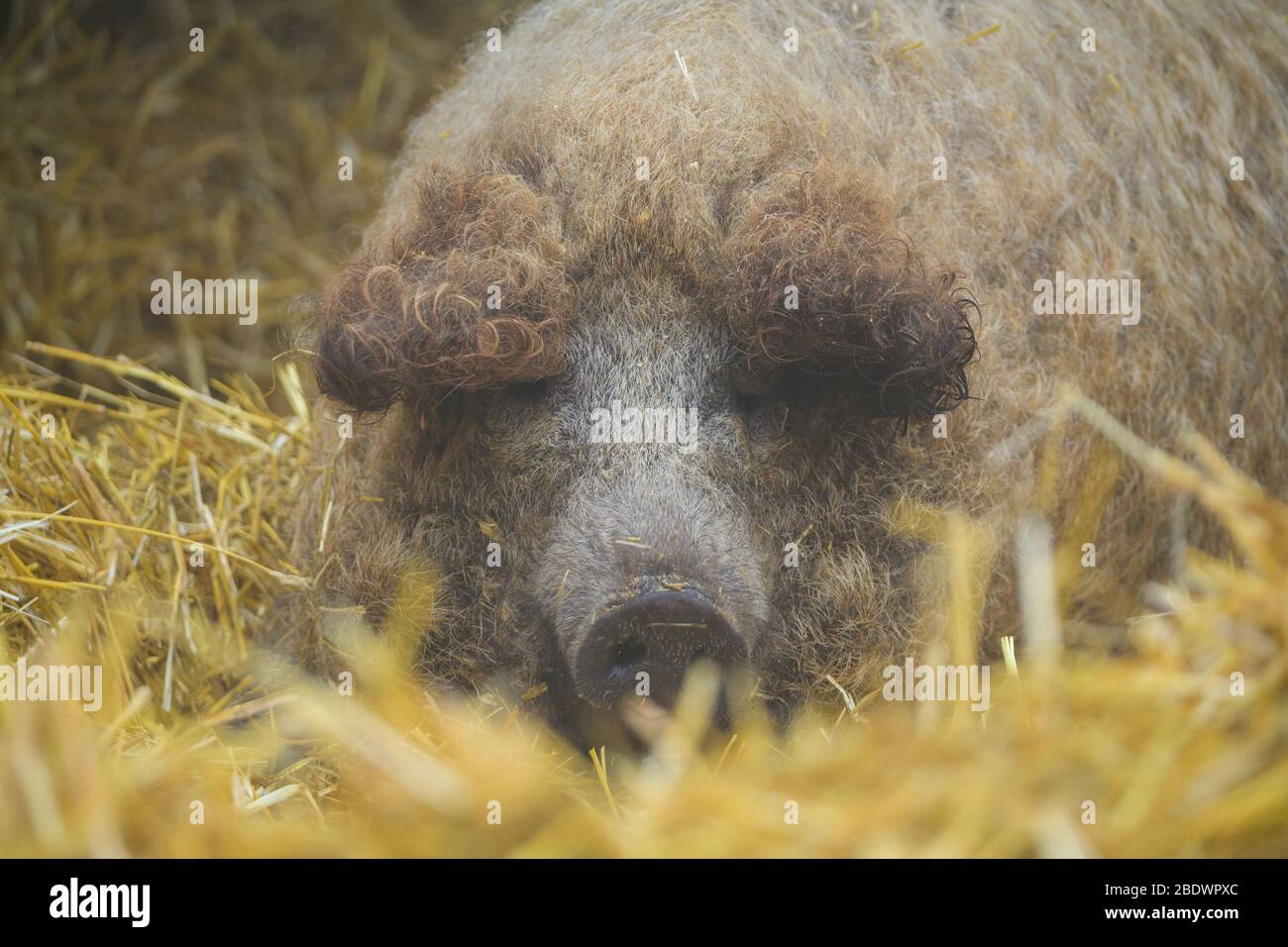 Mangalitza pig Banque de photographies et d’images à haute résolution ...