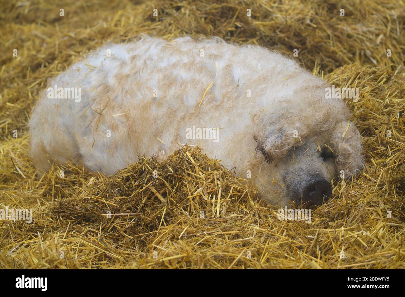 Mangalitza pig Banque de photographies et d’images à haute résolution ...