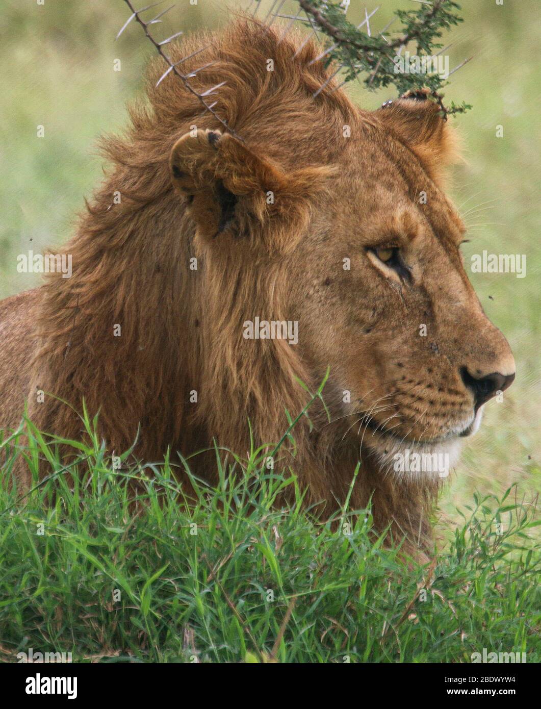 Roaring lion head Banque de photographies et d’images à haute ...