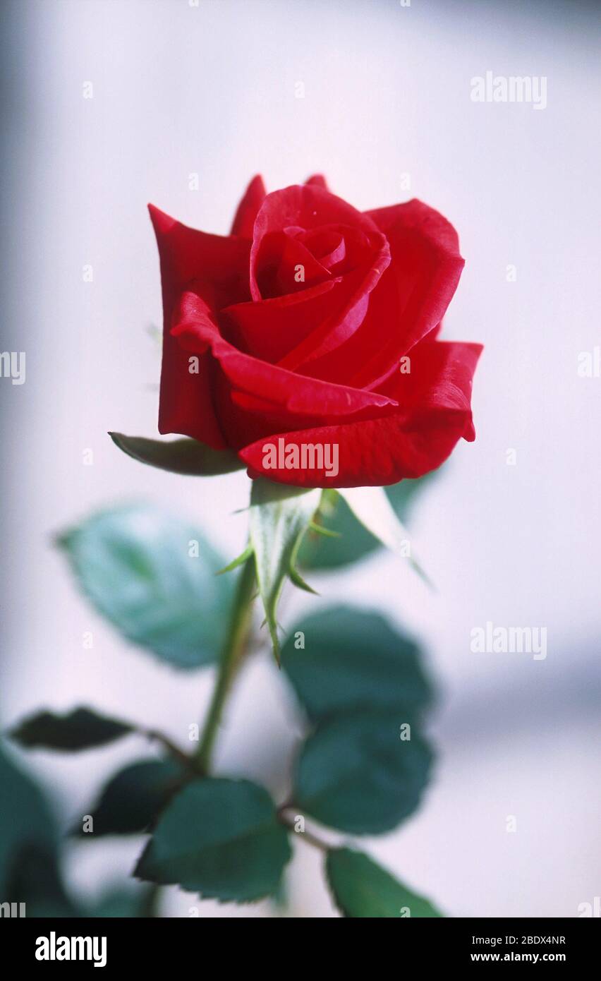 Est rouge Banque de photographies et d’images à haute résolution - Alamy