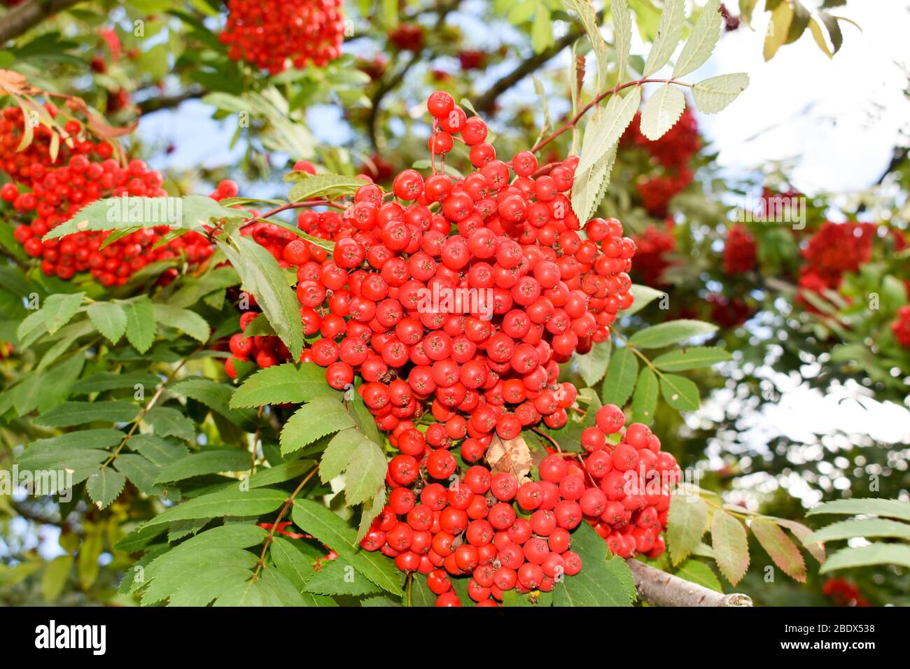 Sur une branche de rowan sorbus aucuparia avec des fruits Banque de ...