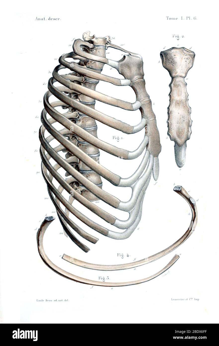Anatomie du thorax humain Banque de photographies et d’images à haute ...