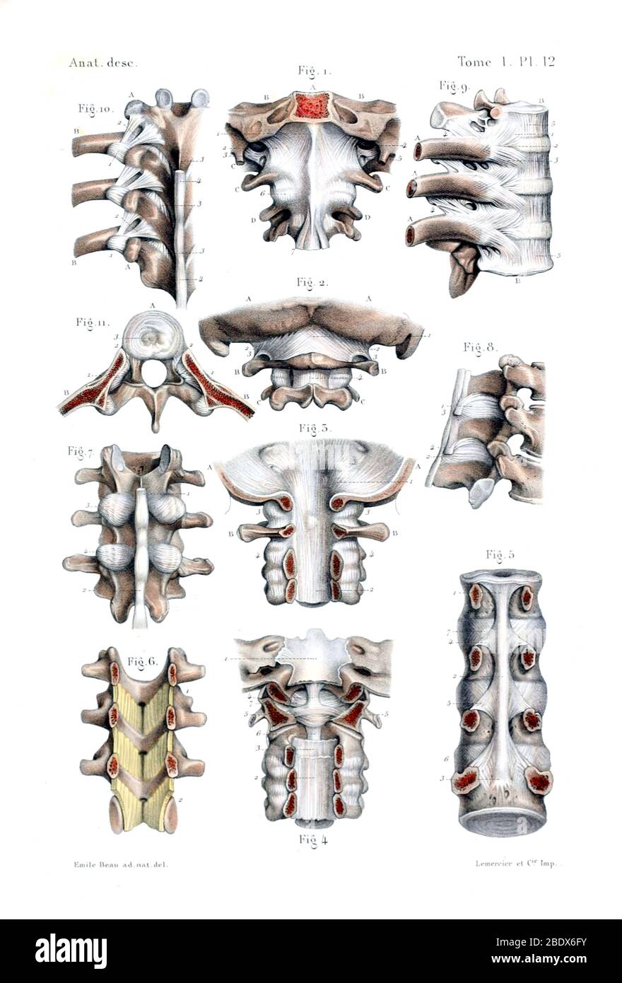 Anatomie rachis Banque de photographies et d’images à haute résolution ...